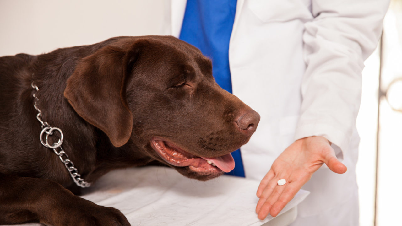 The Importance Of Regular Deworming In Dogs