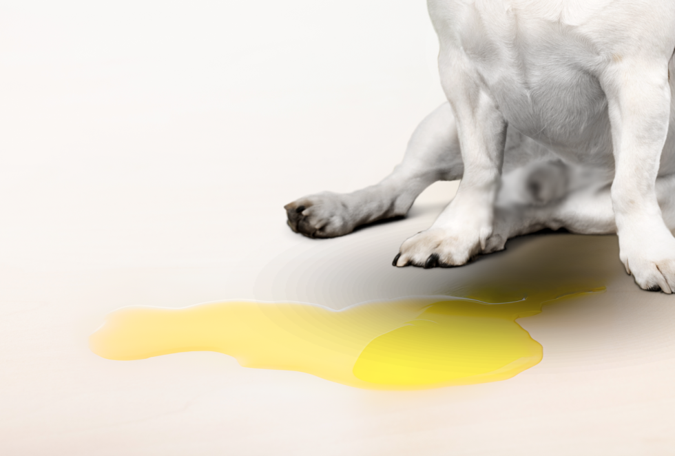 Causes Of Your Dog Vomiting Bile - What To Do About It