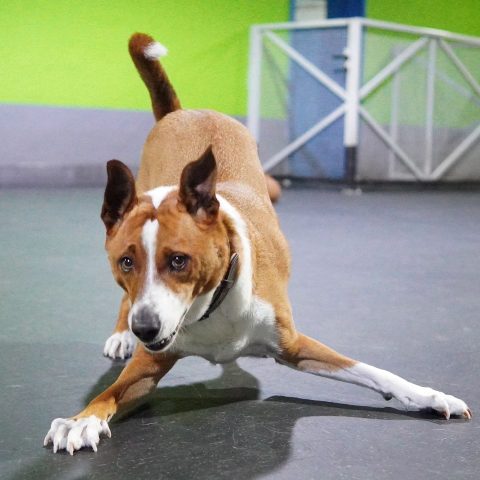 Dog Zoomies Explained: The Science Behind The Fun