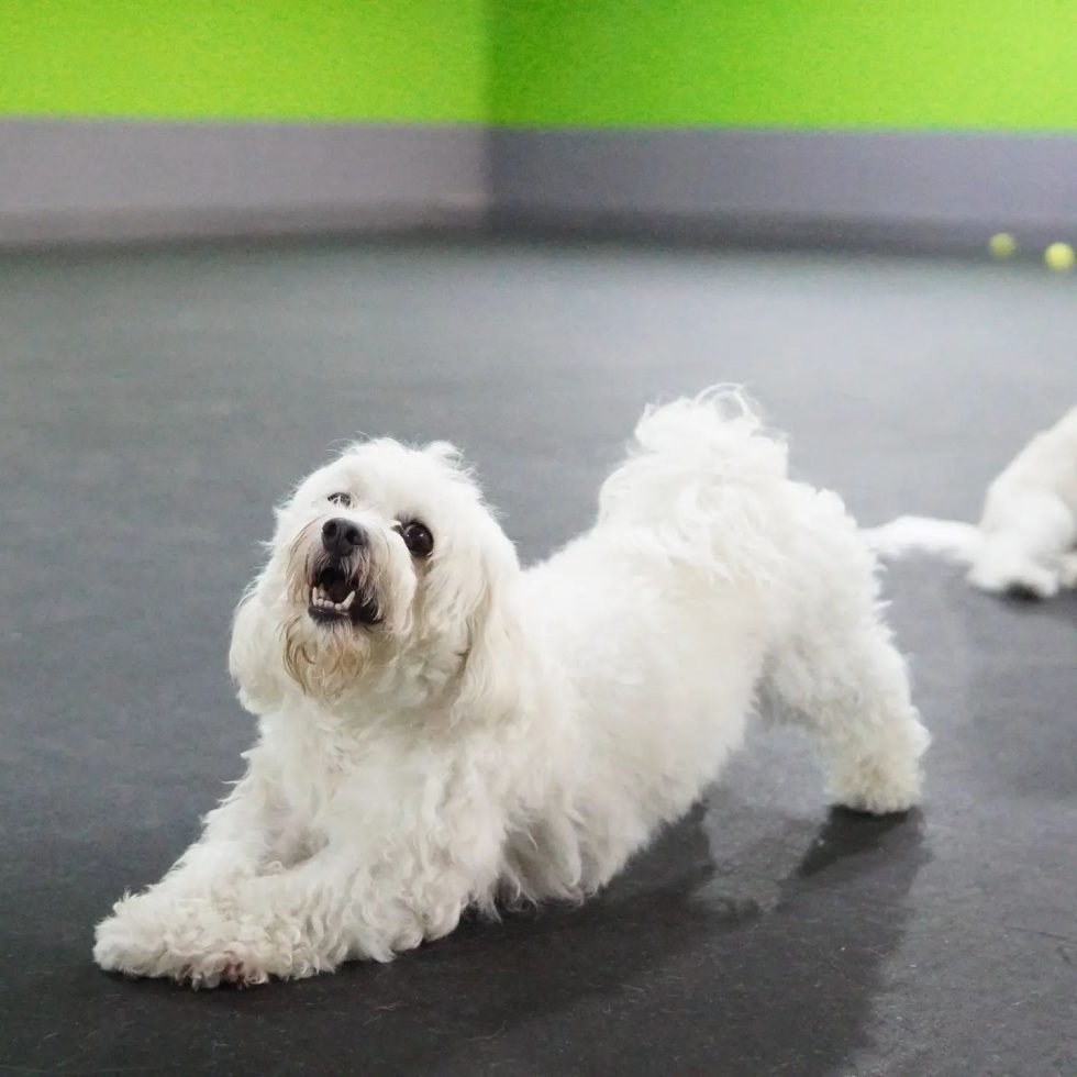 Dog Stretching Explained: The Amazing Health Benefits