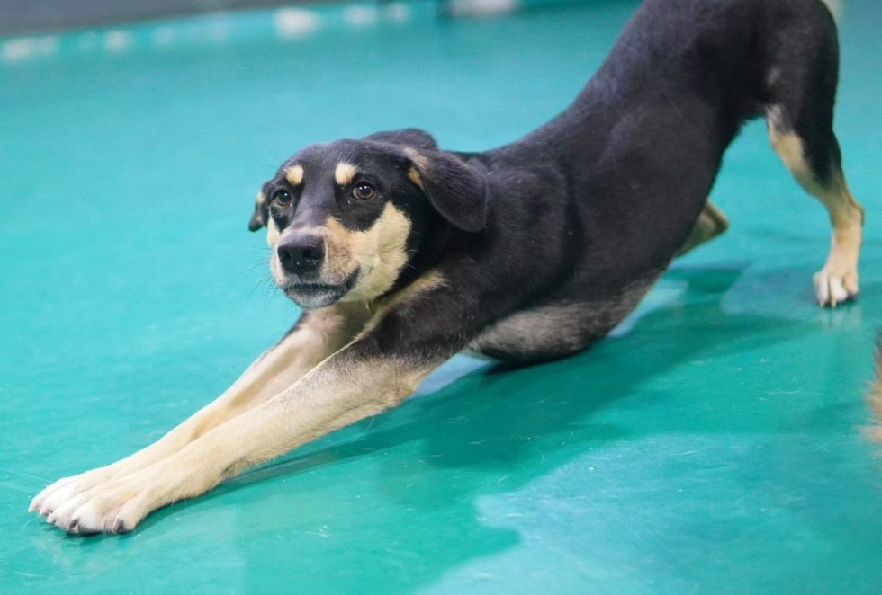 Dog Stretching Explained: The Amazing Health Benefits
