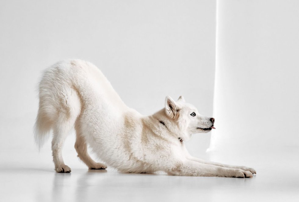 Dog Stretching Explained: The Amazing Health Benefits