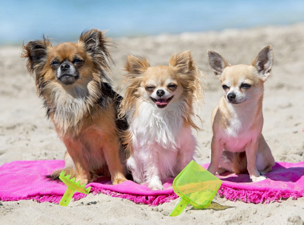 Dog Sunburn: Easy Prevention & Treatment For A Happy, Healthy Pup