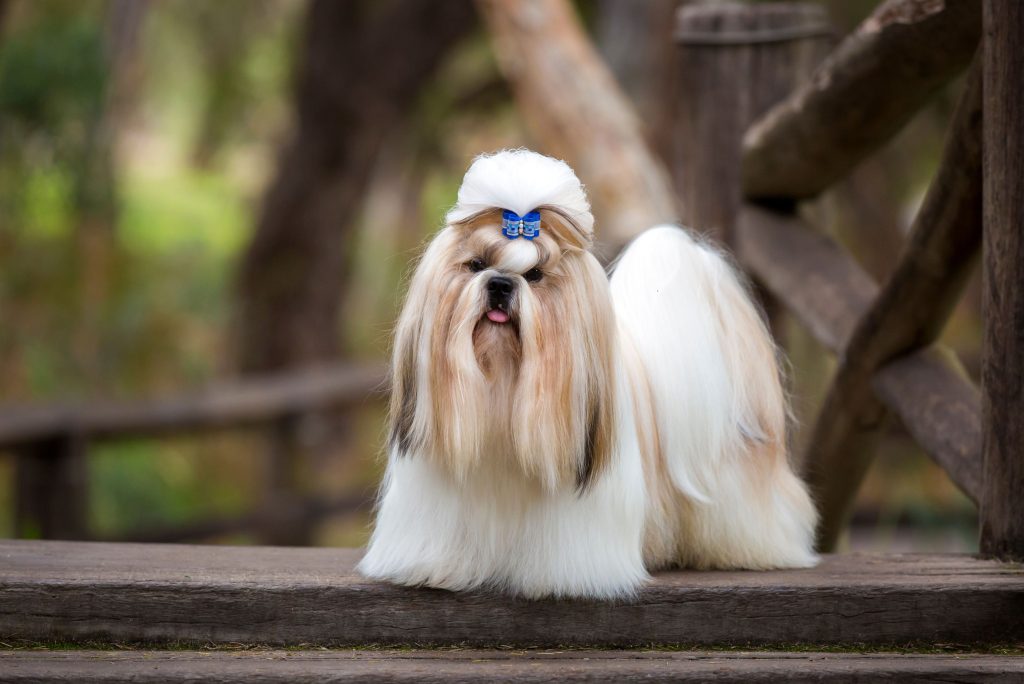 Long-Haired Dog Grooming Guide: Keep Their Coat Healthy