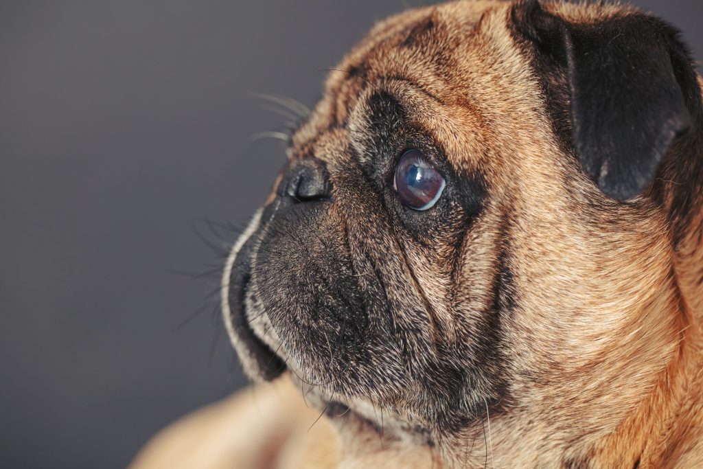 Flat-Faced Dogs Care: Essential Guide To Health And Grooming