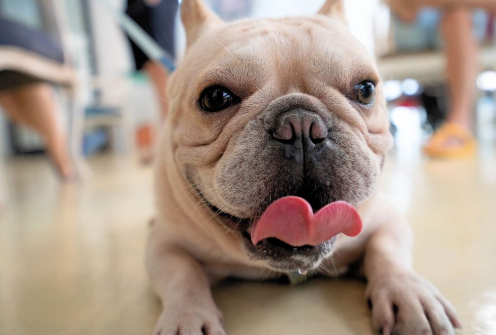 Dog Drooling Explained: Causes, Solutions, & Grooming Advice