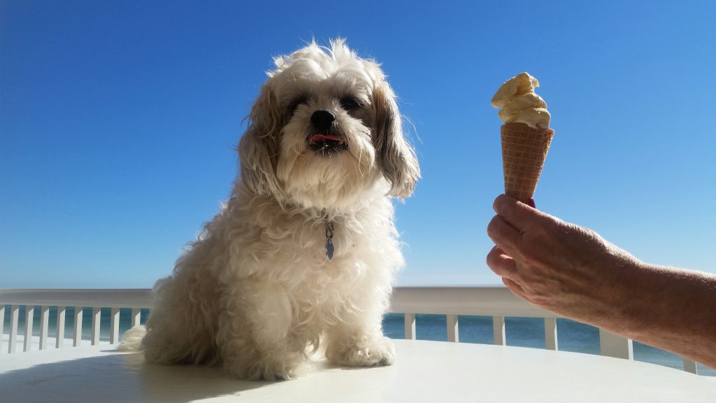 Can Dogs Eat Ice Cream? Risks, Ingredients, And Alternatives